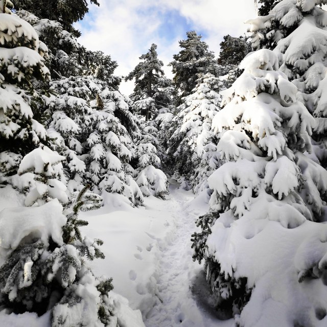 Winter Hike on Mount Parnitha – Olympus Mountaineering